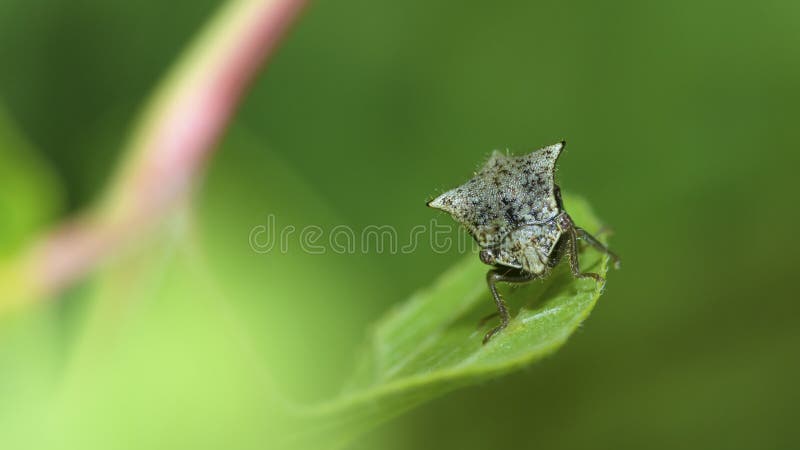 Two-Horned Treehopper on a Leaf, Stictocephala Diceros Stock Photo ...