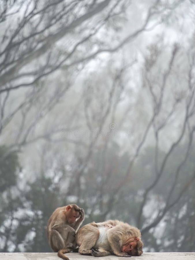 Monkeys in snow stock photo. Image of foggy, mammal - 259459676