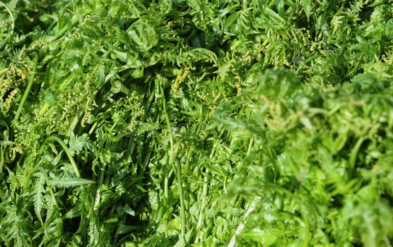 Food and objects stock image. Image of collect, ready - 236252085