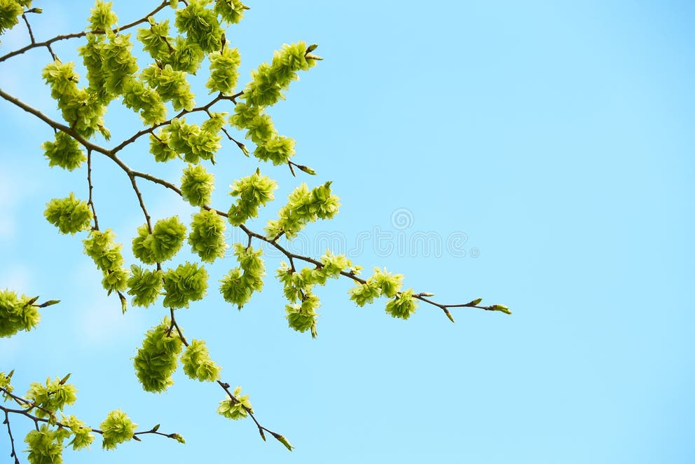 Selective Focus of Ulmus Minor Samara on the Tree, Elm Flowers in Early ...