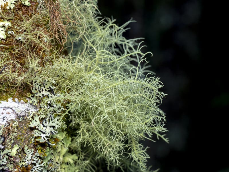 Usnea Barbata Lichen on a Trunk in the Woods with Blurred Background ...