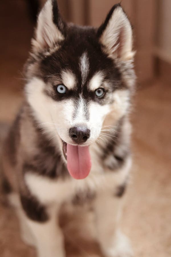 Selective Focus Vertical Image of a Husky Looking at the Camera Inside ...