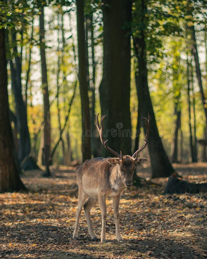 Selective Focus Vertical Shot of a Deer Standing on the Ground in a ...