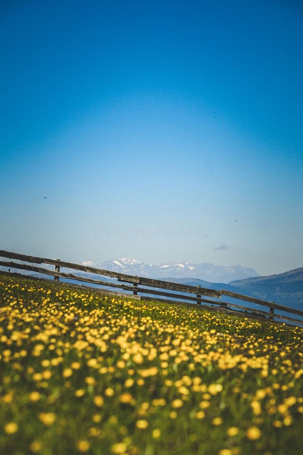 Selective Focus Vertical Shot of a Floral Slope Stock Photo - Image of ...