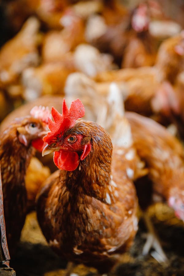 Selective Focus Vertical Shot of a Rooster Having a Group of Hens ...