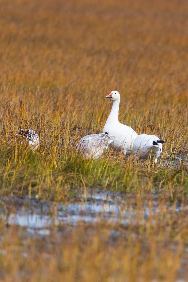 Selective Focus Vertical View of White-morph Snow Goose Standing Tall ...