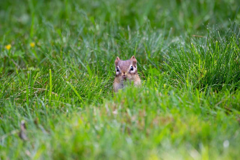 Selective Focus View of Adorable Eastern Chipmunk Sitting in Lawn in ...