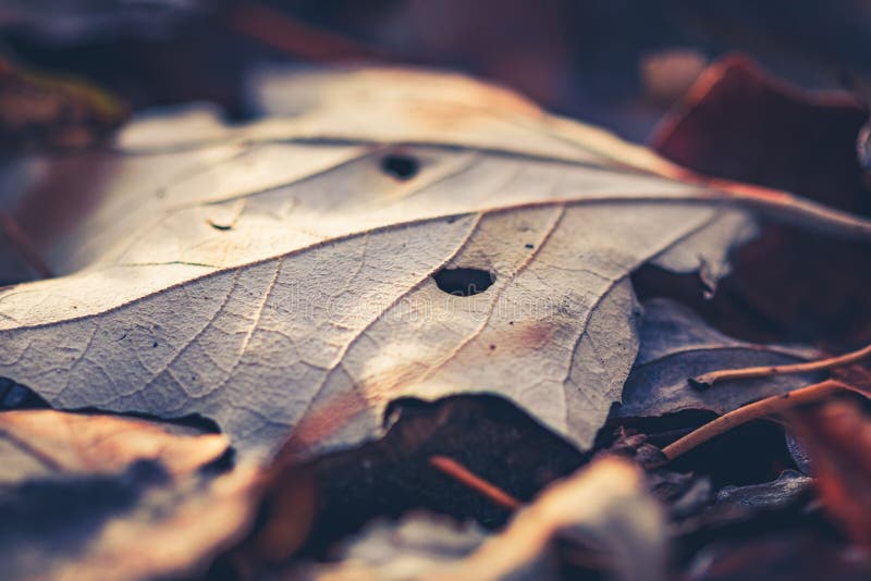 Selective Focus View of an Autumn Leaf Over the Fall Foliage Stock ...