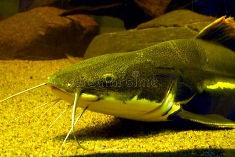 Selective Focus, View of the Floating Fish at the Bottom of the Sea ...