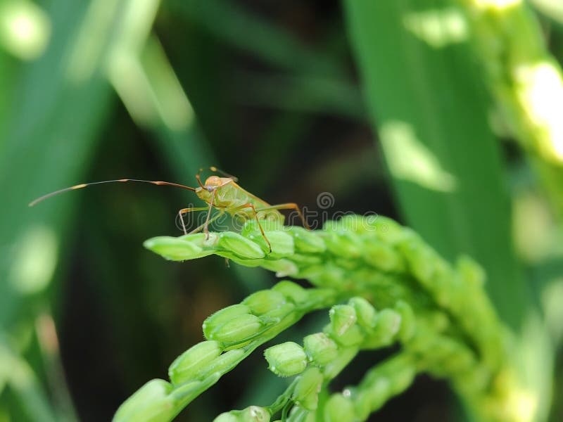 Walang Sangit is an Insect that is an Important Pest on Cultivated ...