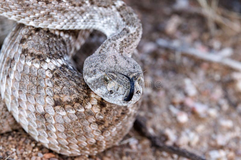 Selective Focus of a Western Diamondback Rattlesnake on the Ground with ...