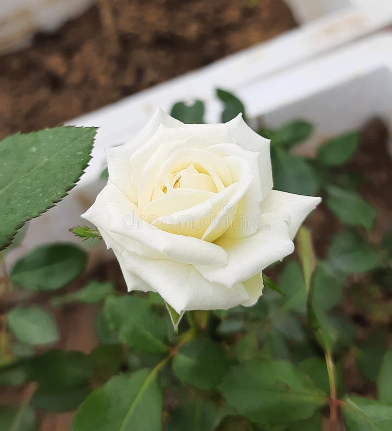 Selective Focus White Rose Leaves Stock Image - Image of focus, rose ...