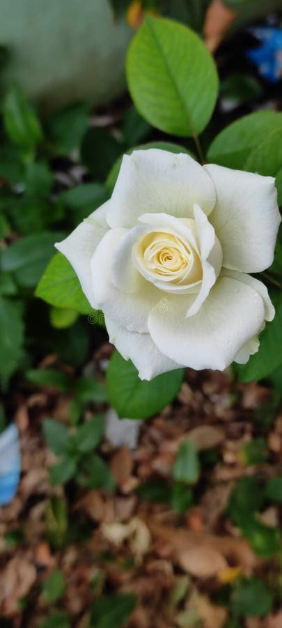 Selective Focus of White Rose in Portrait View Stock Photo - Image of ...