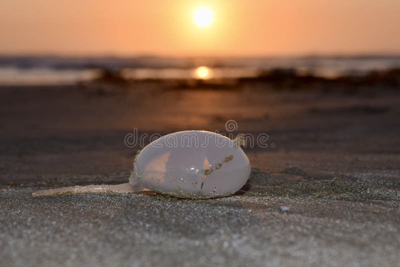 144 Seaweed Bulb Stock Photos - Free & Royalty-Free Stock Photos from ...