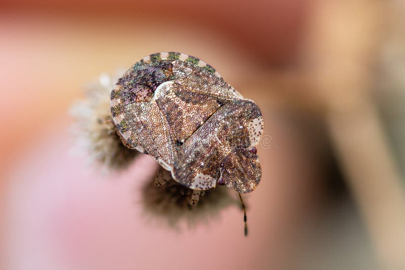 White-Shouldered Shieldbug, Dyroderes Umbraculatus Stock Photo - Image ...