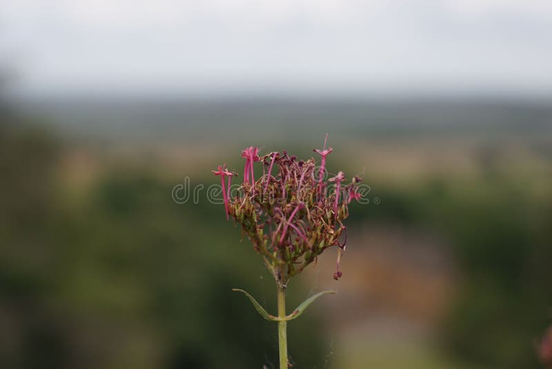 Selective Focus of a Wild Flower Stock Photo - Image of nature, aroma ...