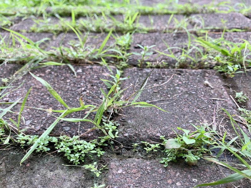 Selective Focus of Wild Grass Growing on between Paving Blocks Stock ...