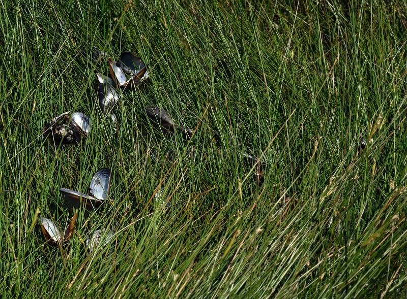Selective Focus on Wild Green Grass and Shiny Mussel Shells. Stock ...