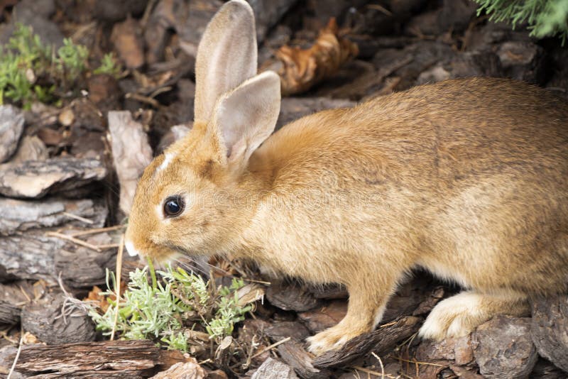 Selective Focus. Wild, Native Young Rabbit, Oryctolagus Cuniculus Stock ...