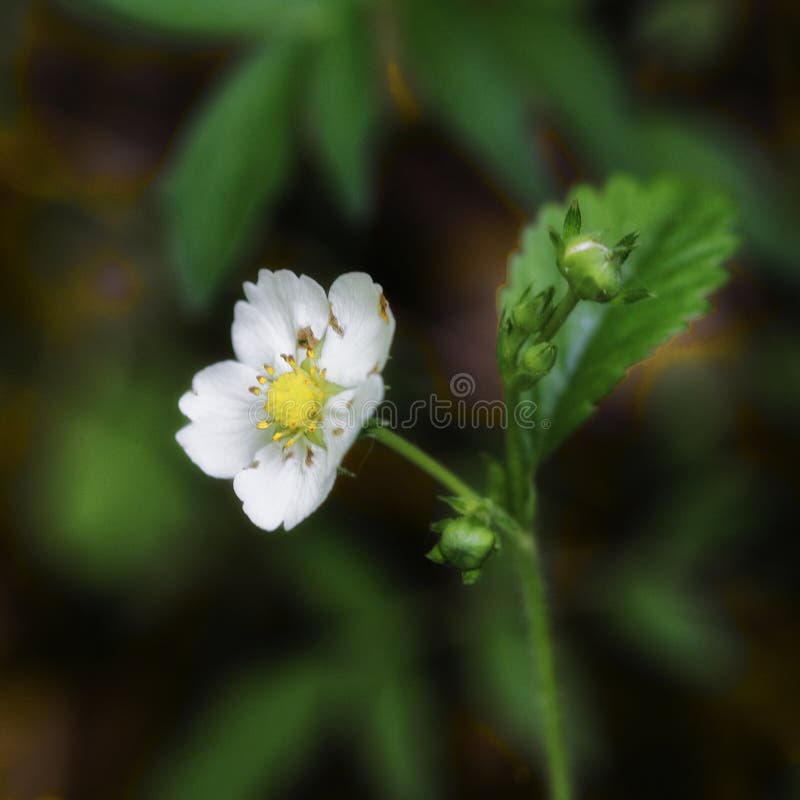 Selective Focus of Wild Strawberry Flower on the Bush Stock Image ...