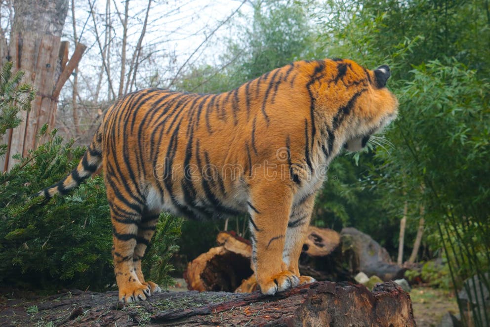 Selective Focus. a Wild Tiger Stands on a Tree. Stock Image - Image of ...