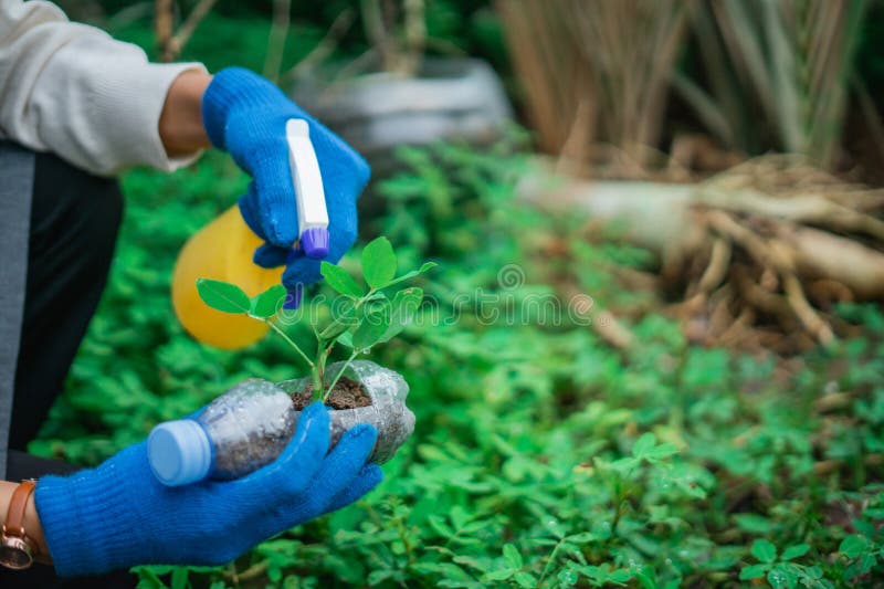 Woman Hand Watering Plant Seedling Using Spraying Bottle Stock Image ...