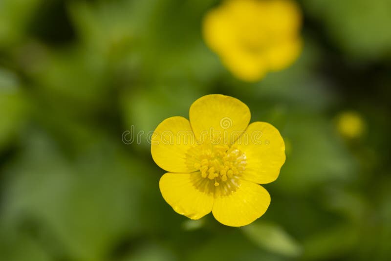 Selective Focus: Yellow Buttercup Growing in Forests and High Mountains ...