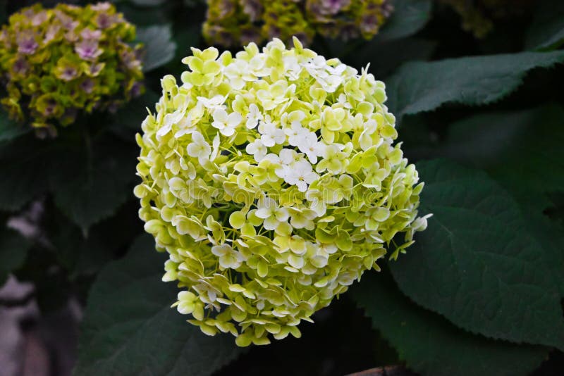 Selective Focus of a Yellow Hydrangea Paniculata Plant on a Background ...