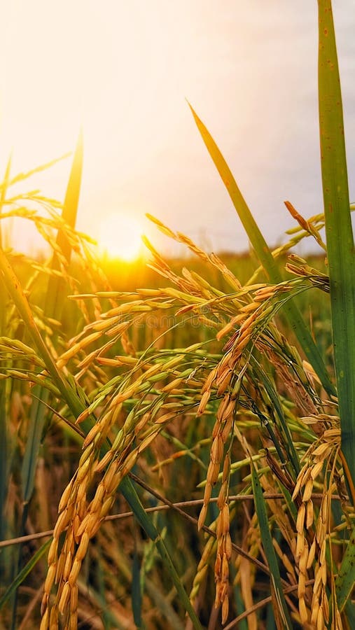 Selective Focus on the Yellow Rice Paddy and Rice Trees with a White ...