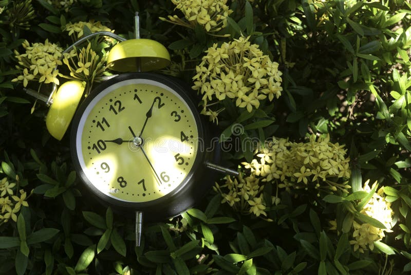 Selective Focus of a Yellow Vintage Clock on a Yellow Flower Tree with ...