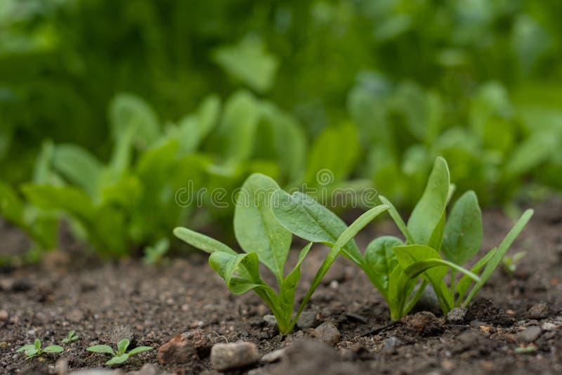 Selective Focus at Young Greens Cos Spinach on Foreground are Growing ...