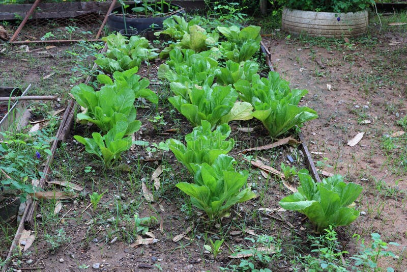 Selective Focus at Young Greens Cos Spinach on Foreground are Growing ...