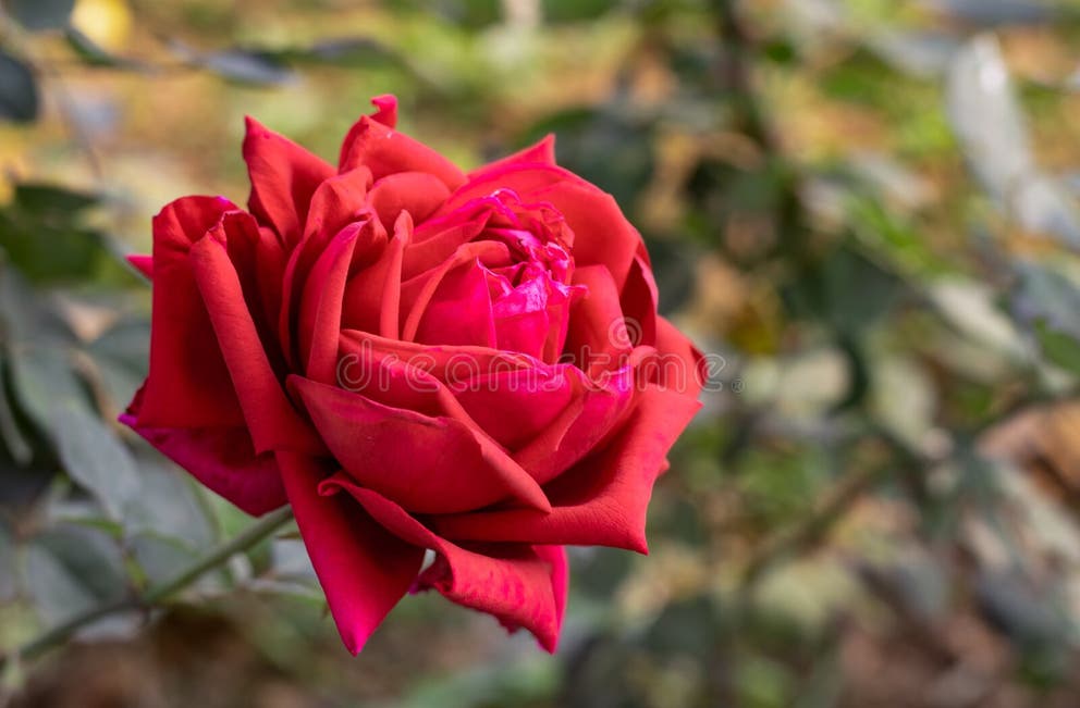 Selective Focused Bloomed Red Rose in the Garden with Copy Space Stock ...