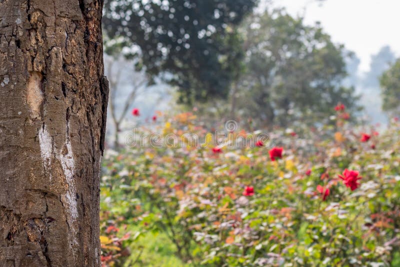 Selective Focused Old Tree Trunk beside the Rose Garden with Copy Space ...
