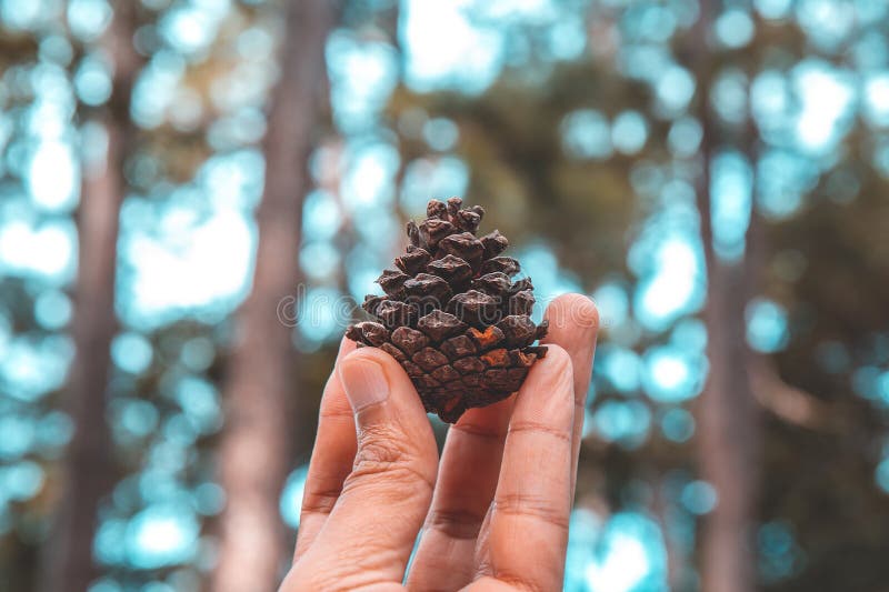 Pine Cone in Hand or Man Finger. in Pine Tree Forest Stock Image ...