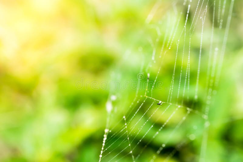 Selective Focused Spider`s Web from Side Stock Image - Image of ...