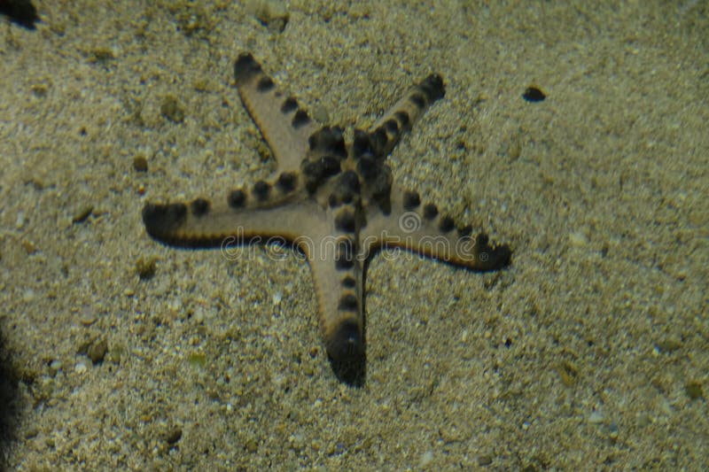 Selective Focused of a Starfish Resting on the Shallow Tide Pool. Stock ...