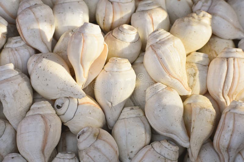 Chank Shell Stock Photos - Free & Royalty-Free Stock Photos from Dreamstime