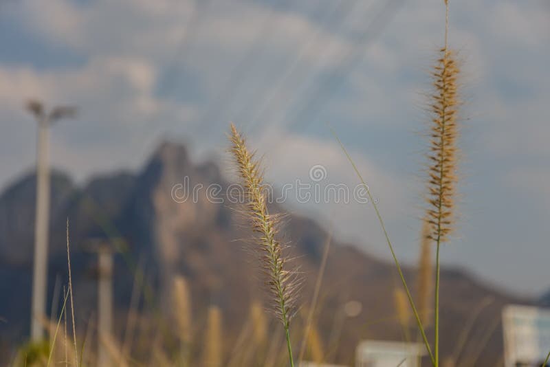 Selective Focusing of a Grass Flower Stock Image - Image of nature ...