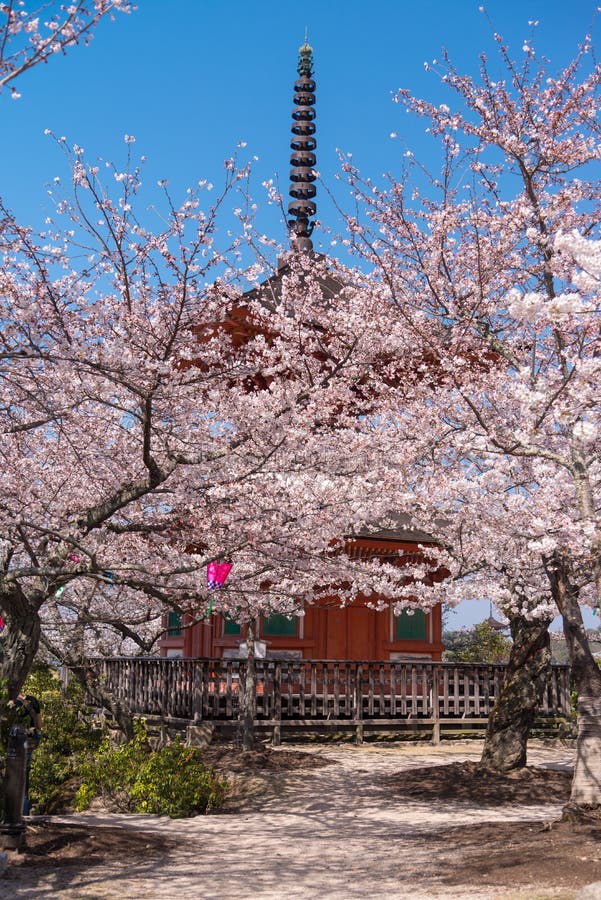 Selective Folcus of Red Shrine Behide Cherry Blossom in Full Bloom ...