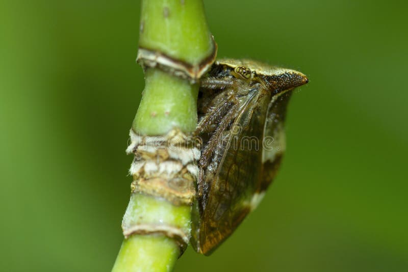 Two-Horned Treehopper, Stictocephala Diceros Stock Image - Image of ...