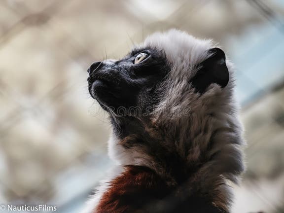 Selective of a Funny Ruffed Lemur Stock Photo - Image of habitat, lemur ...