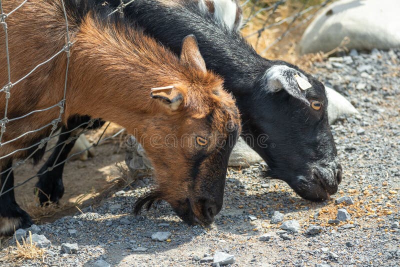 Selective of Goats Eating from a Metal Fence Stock Photo - Image of ...