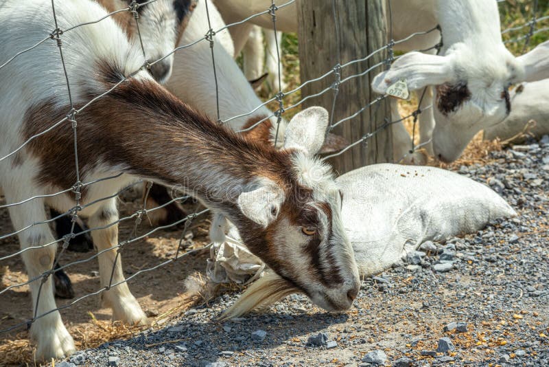 Selective of Goats Eating from a Metal Fence Stock Photo - Image of ...