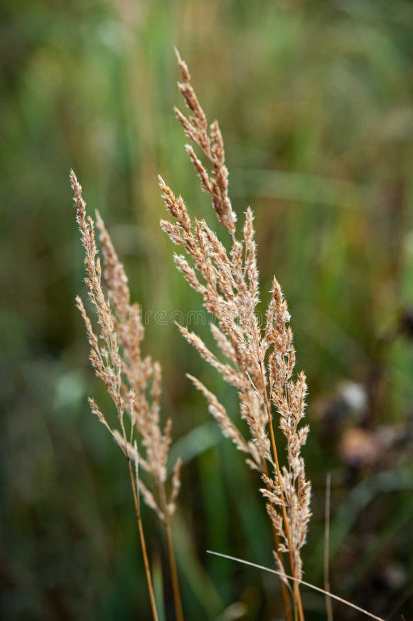 Selective of a Golden Weed in the Field Stock Image - Image of ecology ...