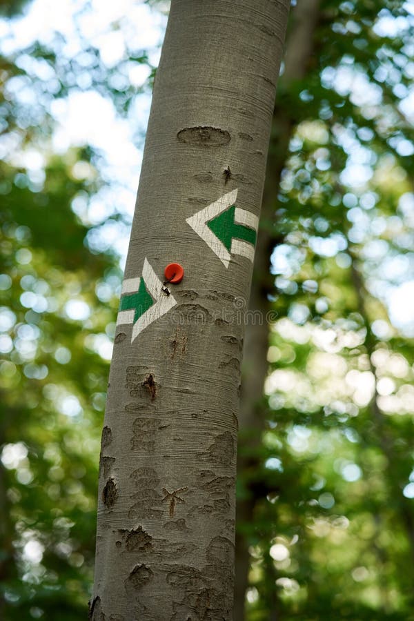 Selective of Green Painted Arrows on the Tree Bark Stock Image - Image ...
