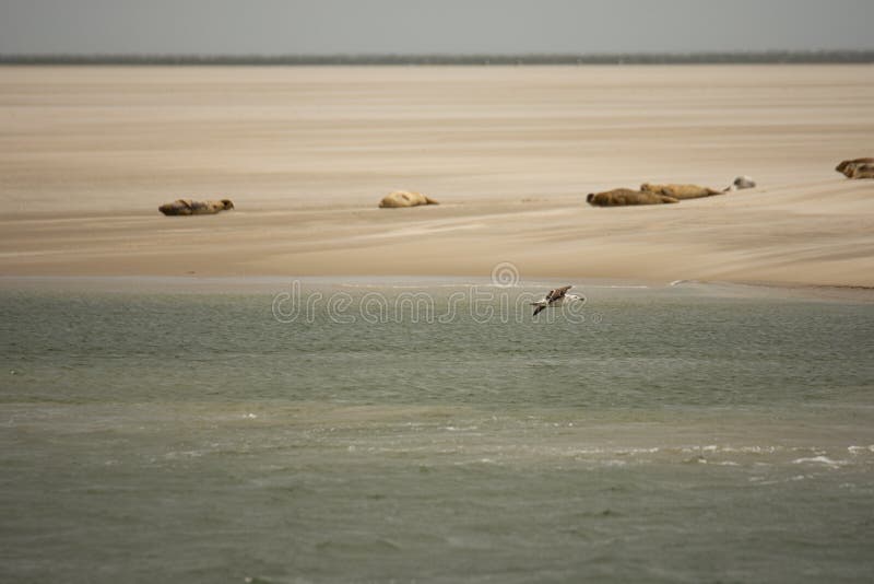 Selective of a Gull Flying Over the Sandy Beach with Seals Stock Image ...