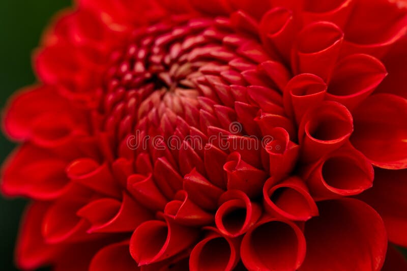 Selective of a Large Red Georgina Flower Stock Photo - Image of green ...