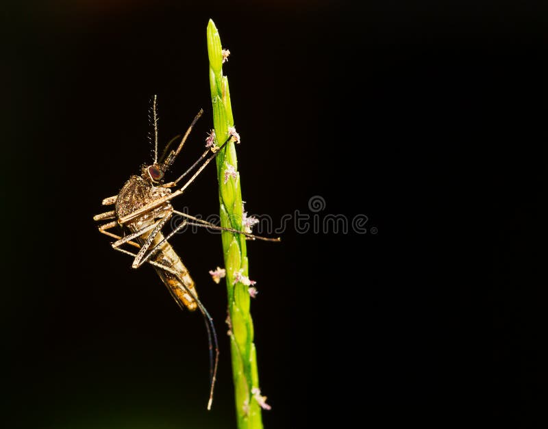 Mosquito side view stock photo. Image of haustellum, wing - 46532956