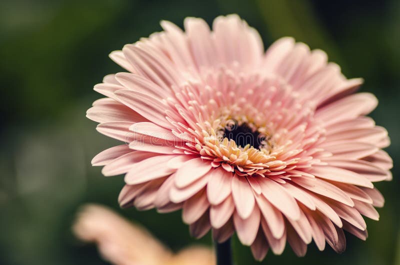 Blooming Gerbera Daisies Petal with Shallow Depth of Field Stock Image ...